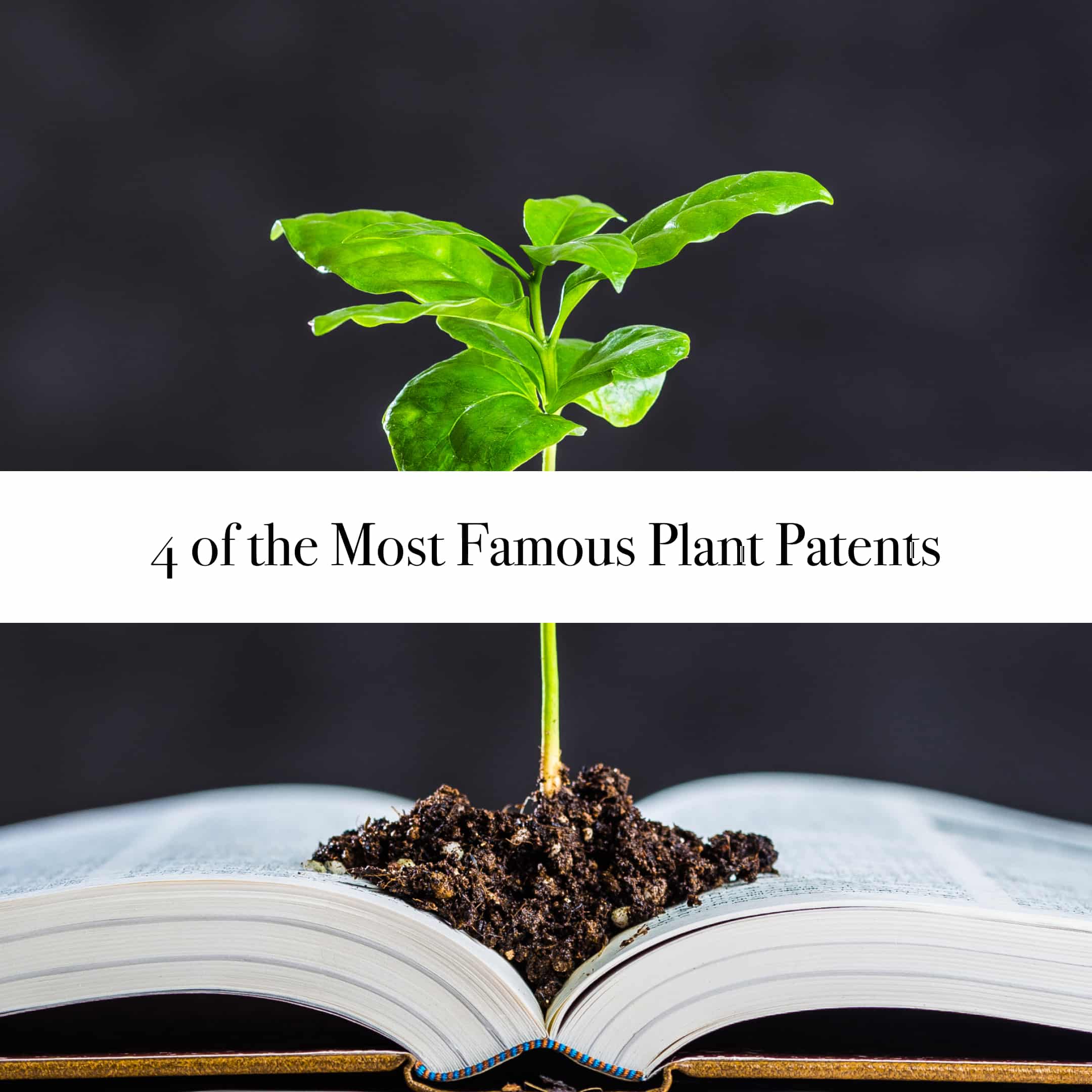 Understanding Plant Patents: A Key Aspect in the Horticulture Industry